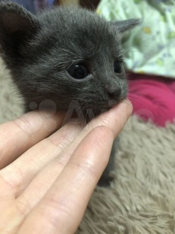 Дымчатый котенок. Оберег друг проводник