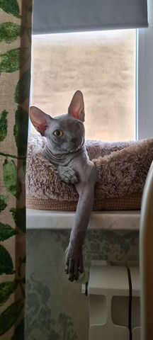 Кот сфинкс вязка
