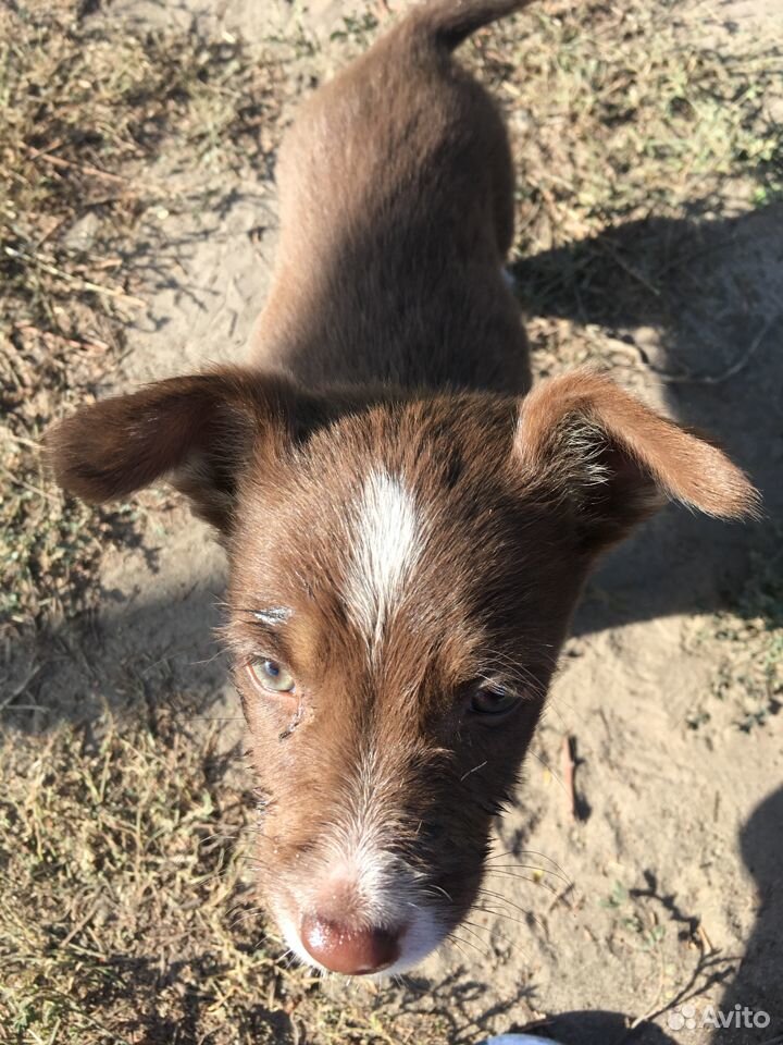 Малышка ищет хозяина