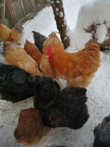 Петухи орпингтон