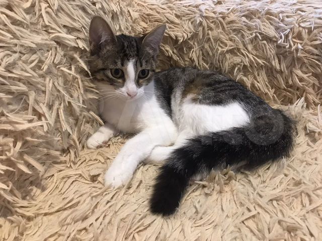 Котенок, малютка Марта