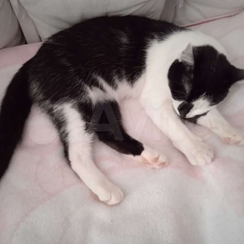 Котенок
