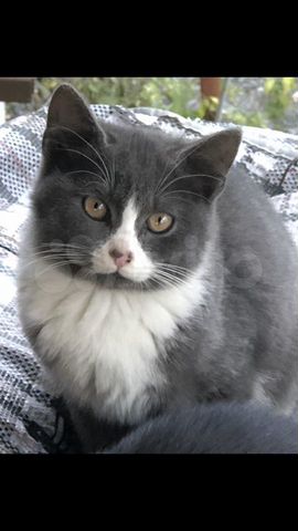 Котик - подросток в надежные руки