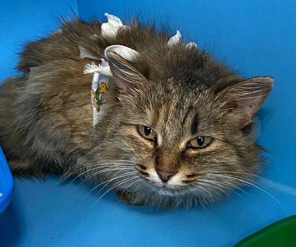 Кошка Пушка