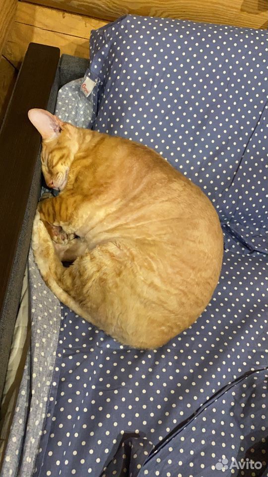 Кот корниш рекс Cornish rex