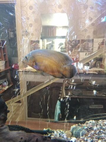 Золотистый астранотус 18-20см и самца акары годова