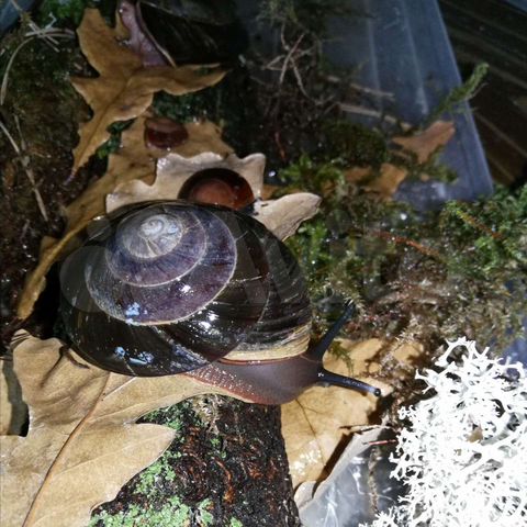 Древесные улитки