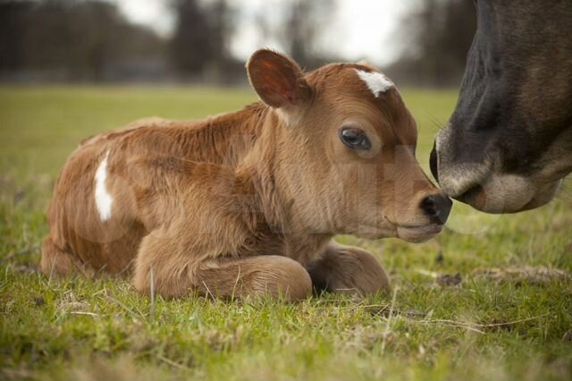 Crimea, Bahchisaray district, Tinuste vill. Abdenn