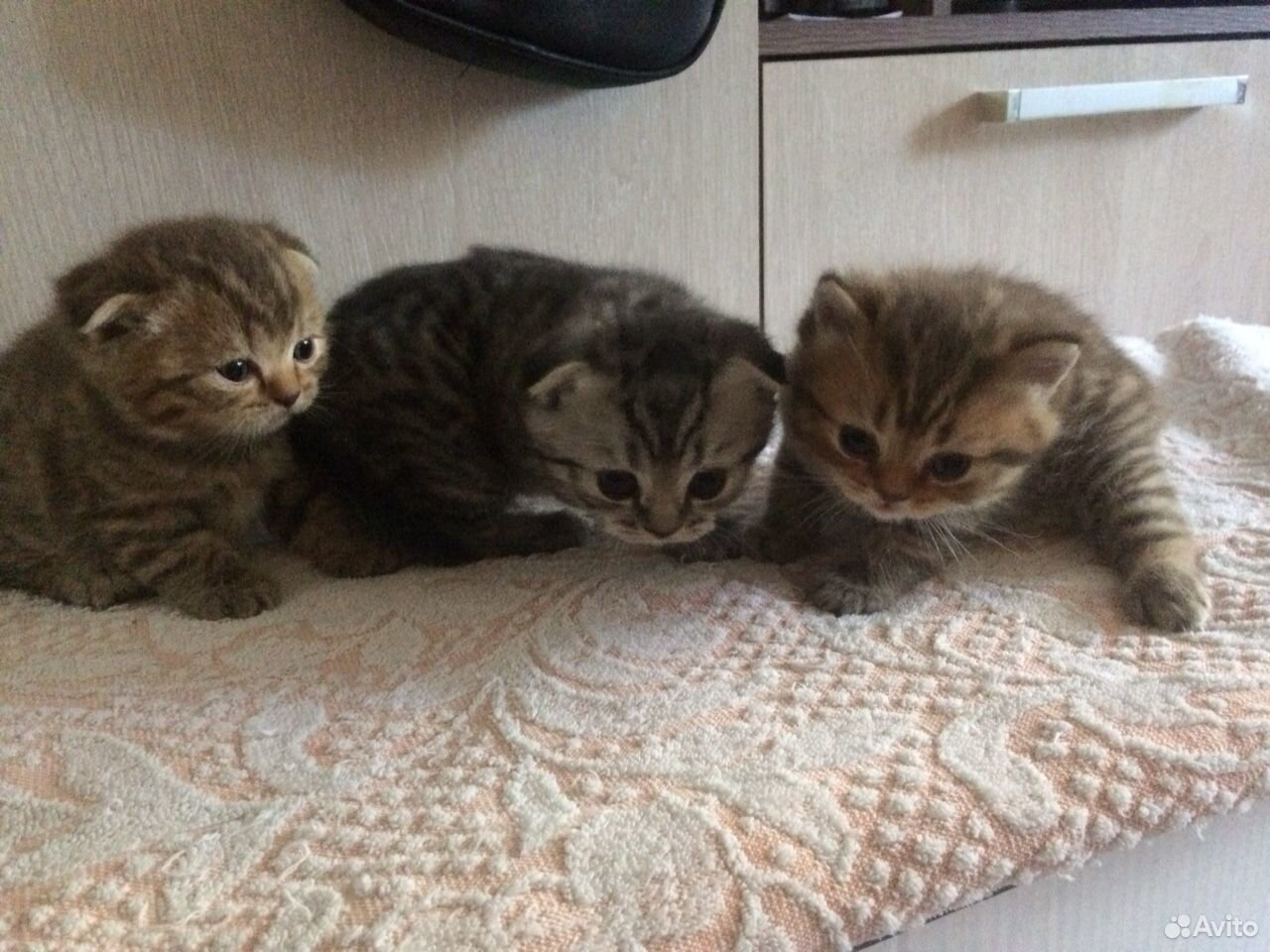 Шотландские котята