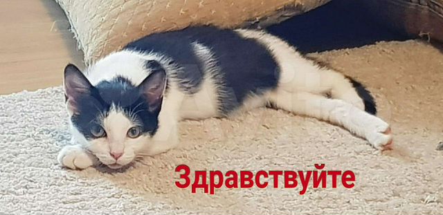 Котёнок Сеня