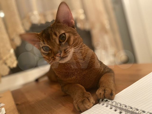 Абиссинский кот вязка