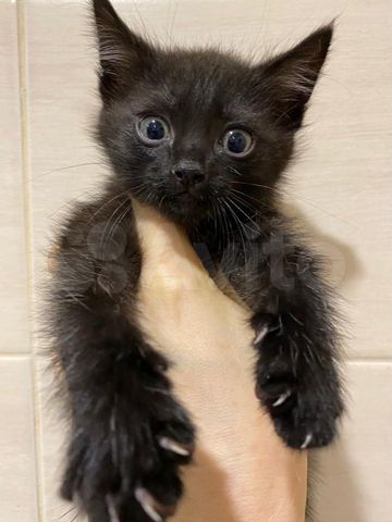 Маленький тигренок-котенок в дар