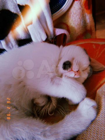 Котики Инь и янь