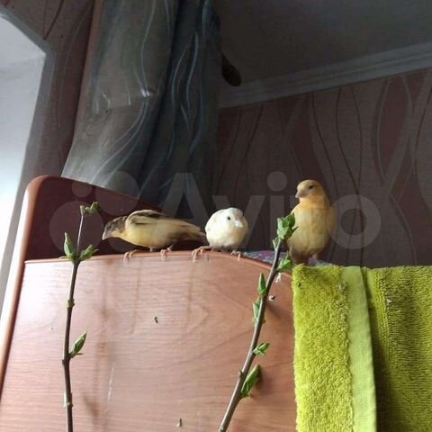 Канарейки Молодые самцы