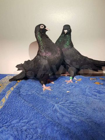 Продать Свердловских голубей