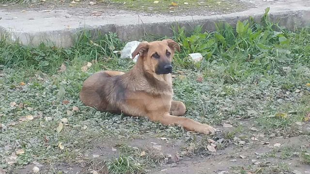 Собака, молодой красивый пёс, 6 месяцев