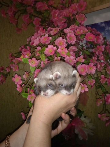 Щенки хорька