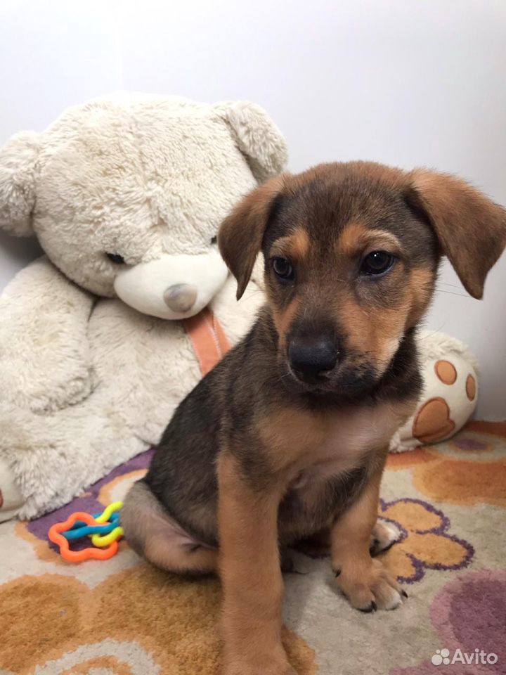 Боря ищет дом