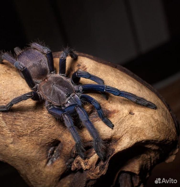 Паук птицеед Chilobrachys sp. blue vietnam