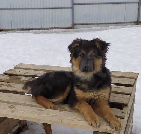 Щенок из приюта в добрые руки