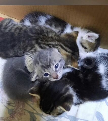 SOS крошки котята 1,5 месяца ищут дом
