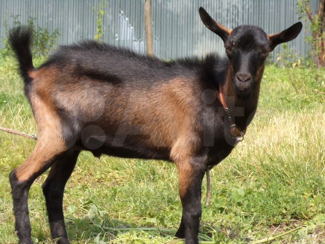 Чешские козы