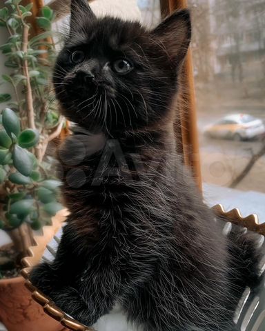 Котята курильского бобтейла. Родословная. Резерв