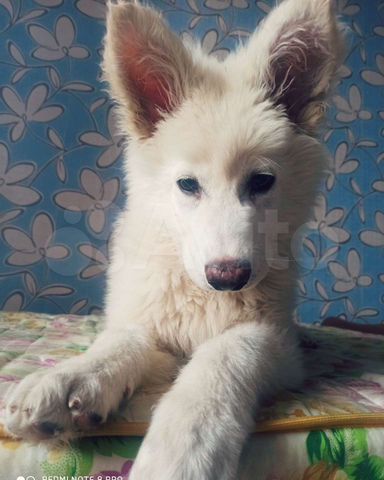 Собака в добрые руки щенок