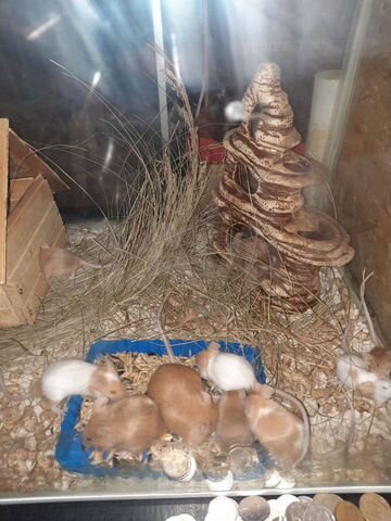 Мышка для развлечения