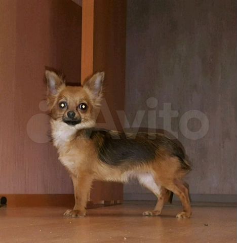 Подрощенная девочка чихуа с документамии