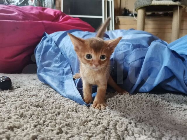 Абиссинские котята