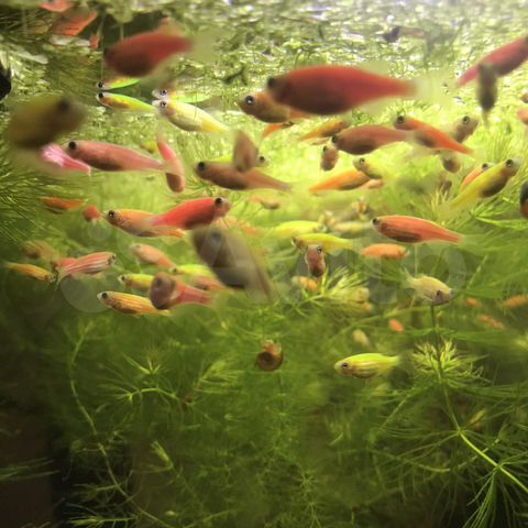 Рыбки Данио Гло много