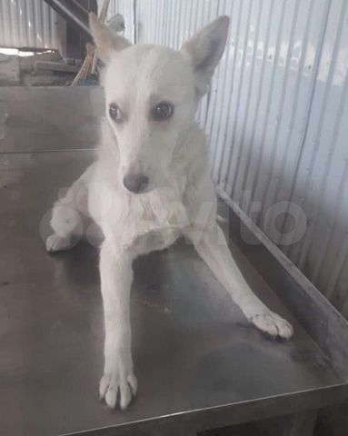 SOS,беда,день на спасение от убийства