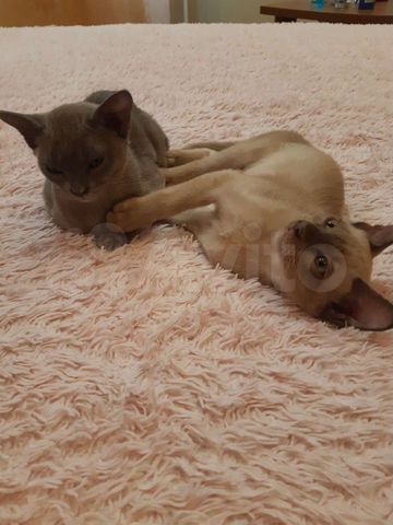 Котята бурманские