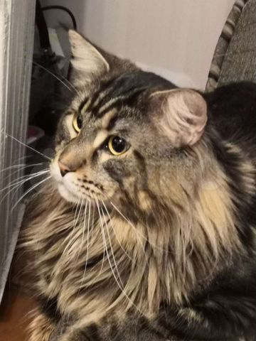 Вязка Майн кун