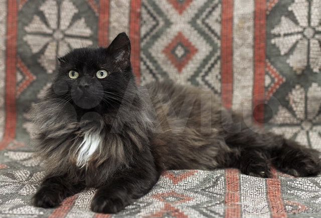 Кот Петя