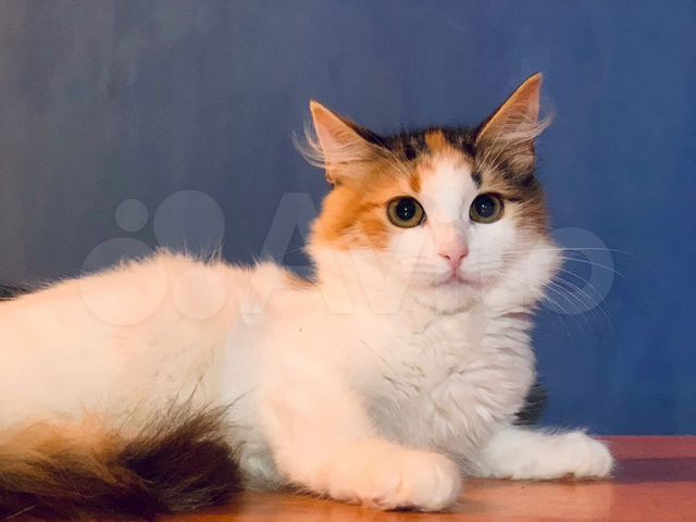 Красавица кошечка (6 месяцев)