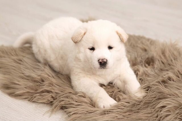 Белая акита американская