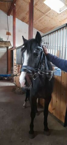 Карачаевский жеребец