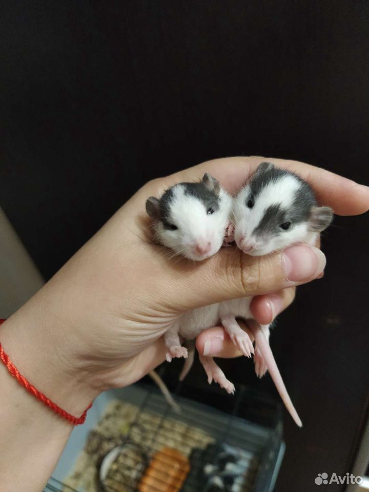 Крысята Дамбо хаски рекс