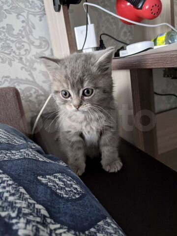 Британский котёнок