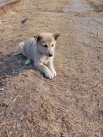 Хаска собака щенок