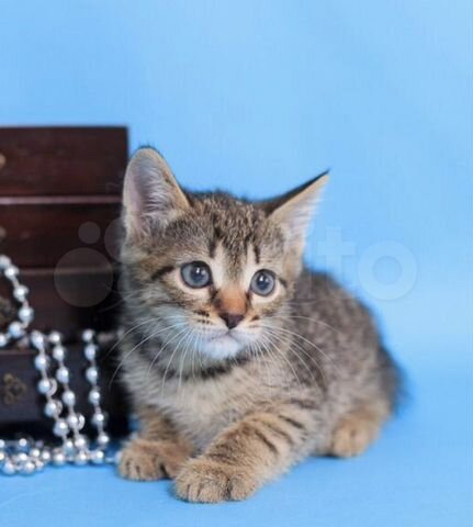 Полосатый котенок тигренок Нильс 1,5 месяца в добр