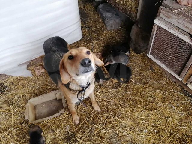 Продажа русская гончая