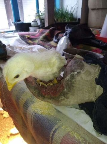 Цыплята подрошенные