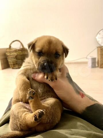 Помесь корги и таксы